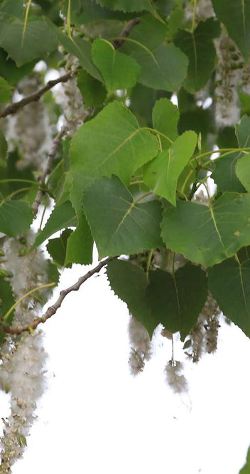 Thinking Poplars – Select Seedling Nursery