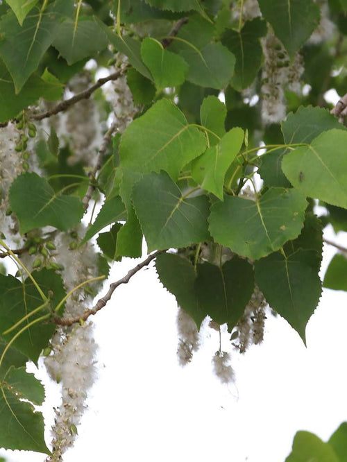 Thinking Poplars – Select Seedling Nursery