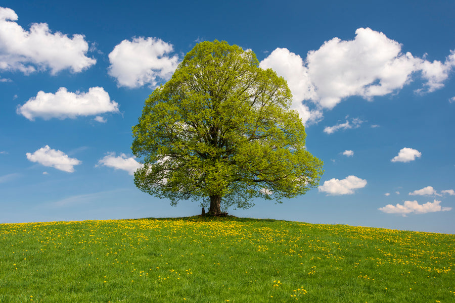 Deciduous – Select Seedling Nursery