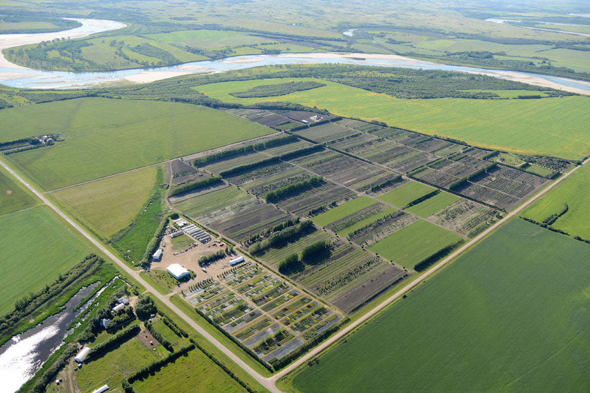 Select Seedling Nursery Saskatoon