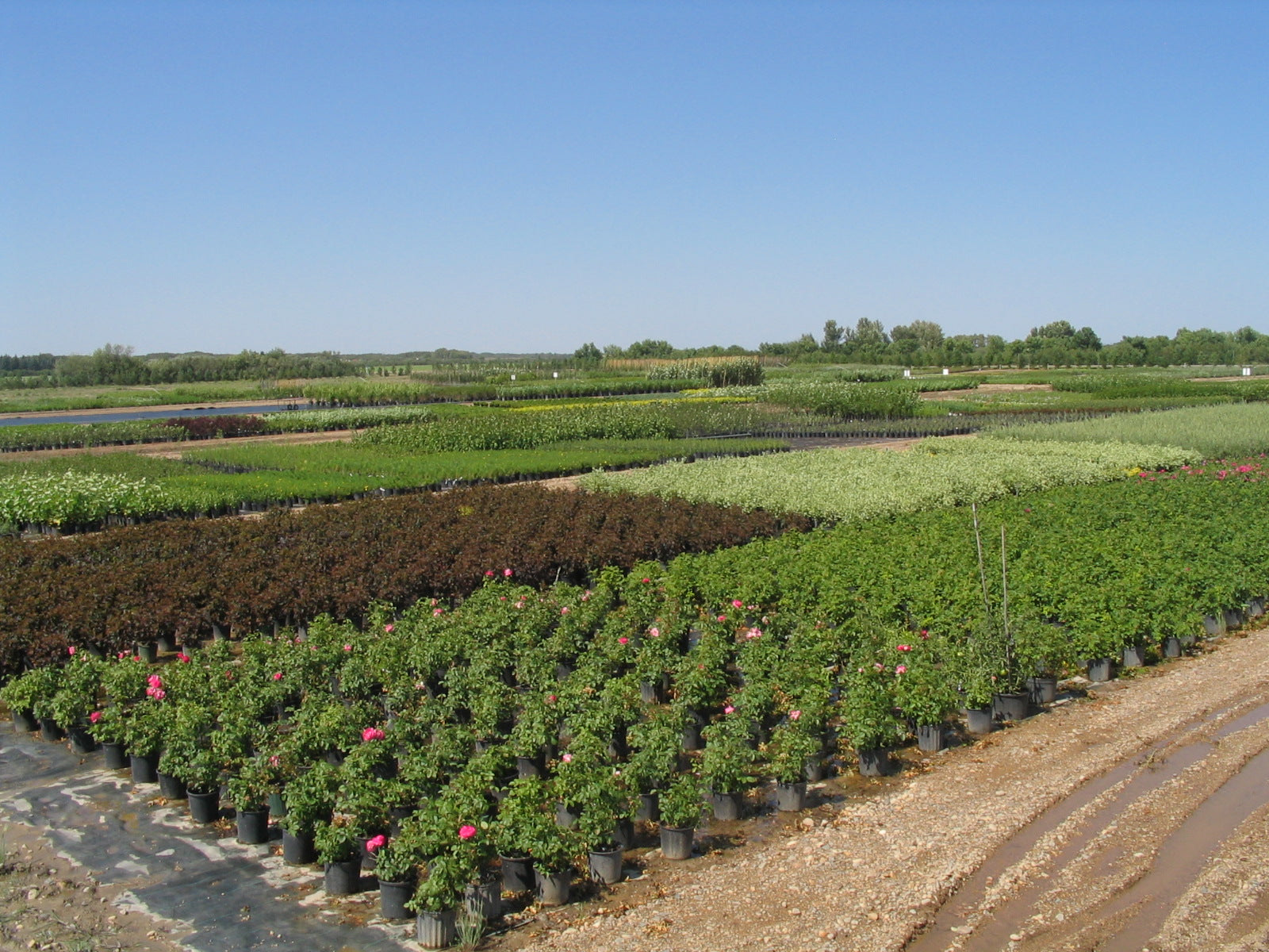 Select Seedling Nursery Saskatoon