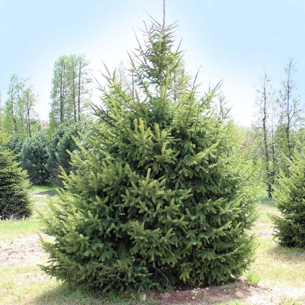 Spruce Black Hills (Picea glauca 'Densata') - Tree seedling – Select ...