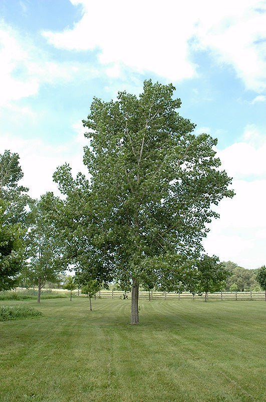 Poplar Tristis (Populus) - Tree Seedling – Select Seedling Nursery